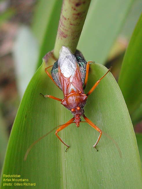 Papua Insects Foundation (Hemiptera/Heteroptera)